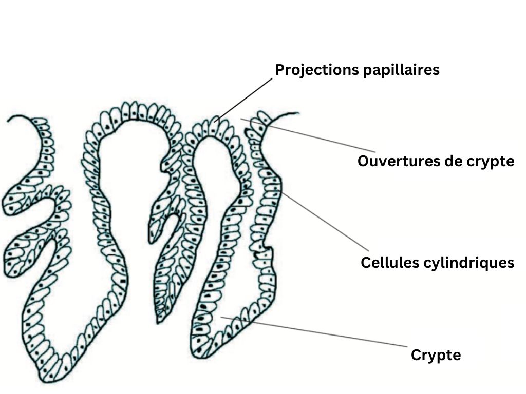Tests VPH pour le dépistage du cancer du col de l’utérus et prise en ...