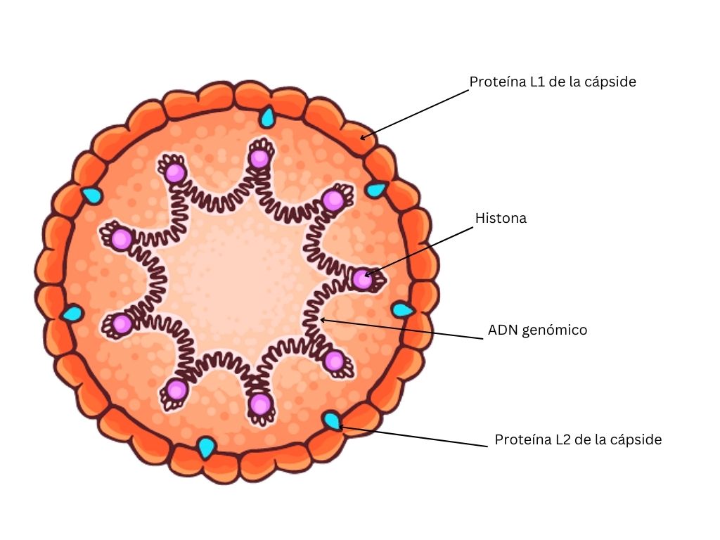 Uso de pruebas de VPH para el tamizaje del cáncer cervicouterino y el ...