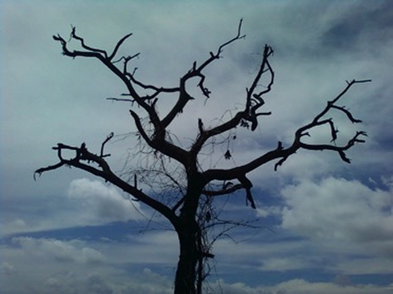 Colposcopy Digital Atlas